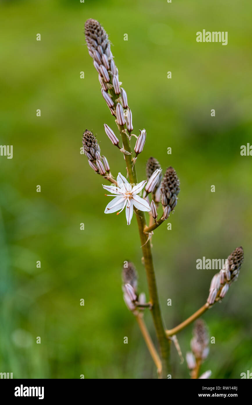 View of branched asphodel hi-res stock photography and images - Alamy