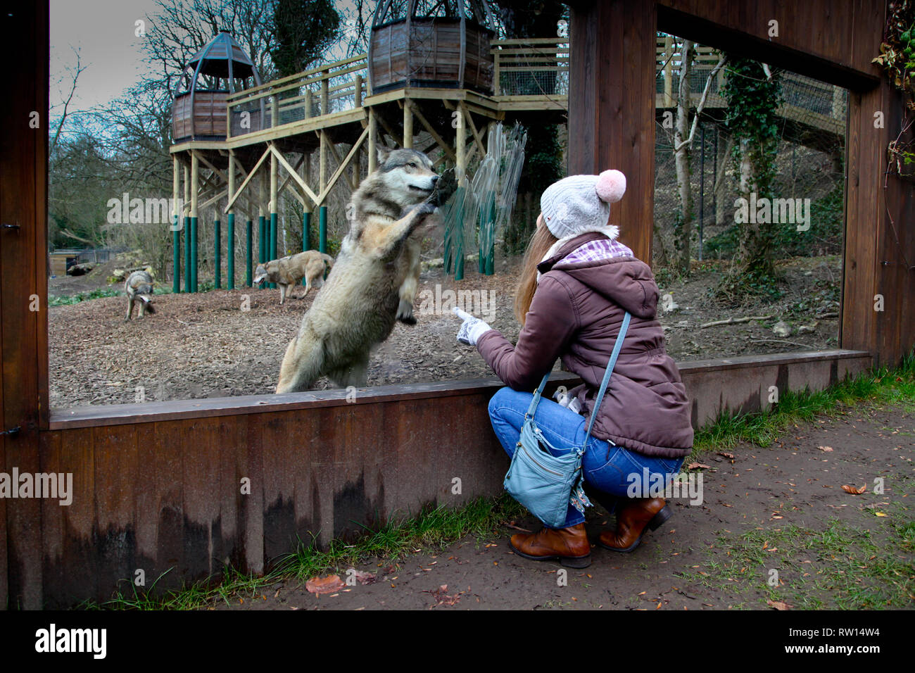 Woman Interacting With Grey Wolf Stock Photo - Alamy