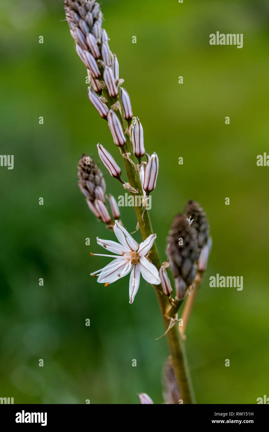 Branched asphodel hi-res stock photography and images - Alamy
