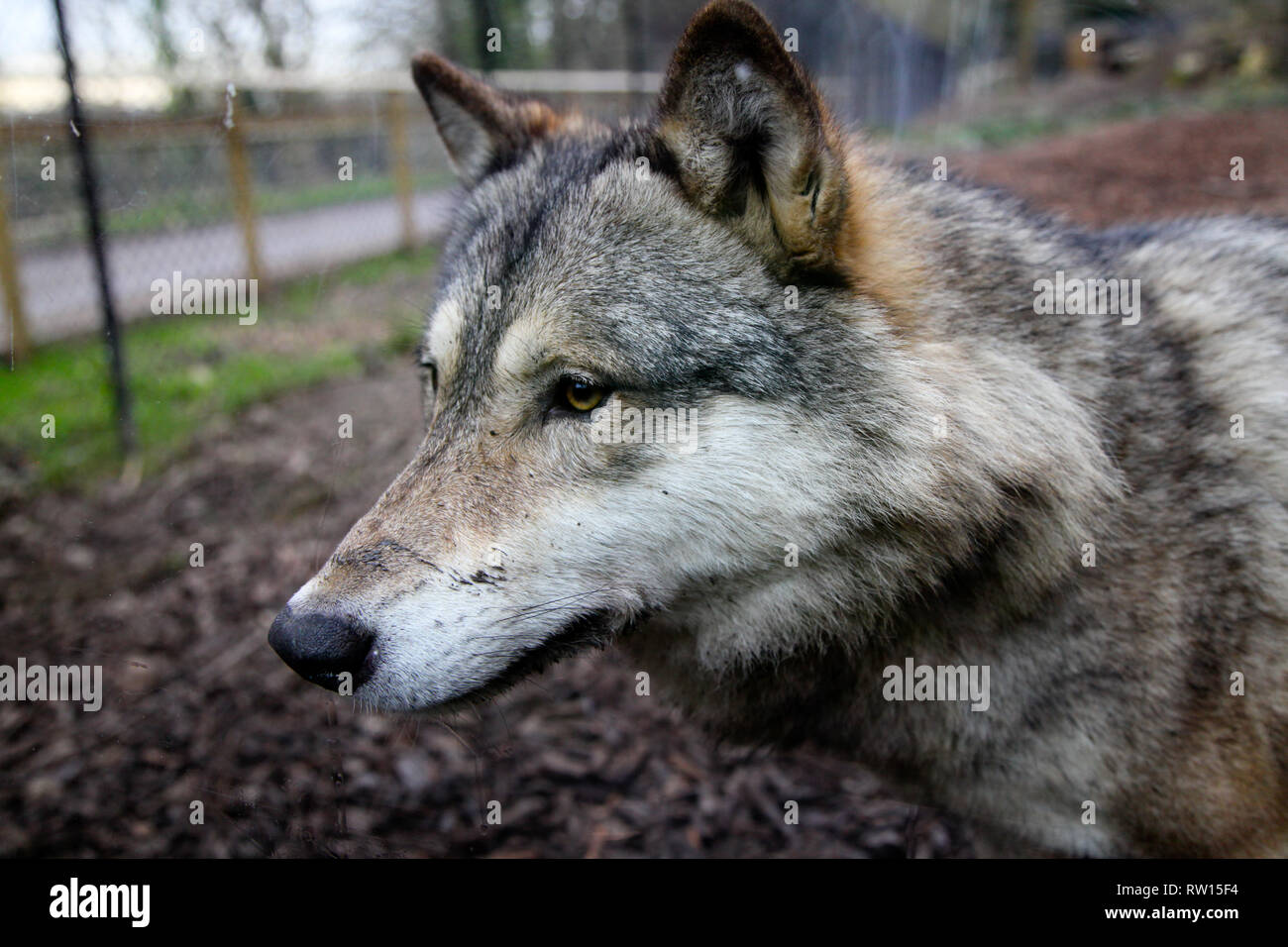 European Grey Wolf Stock Photo - Alamy