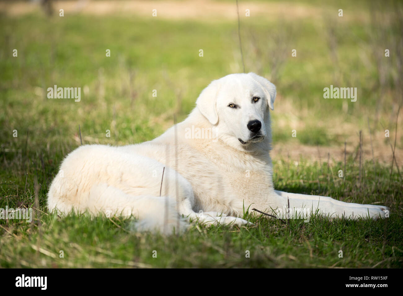 Livestock Guardian Dogs on Goat Farm Stock Photo - Alamy