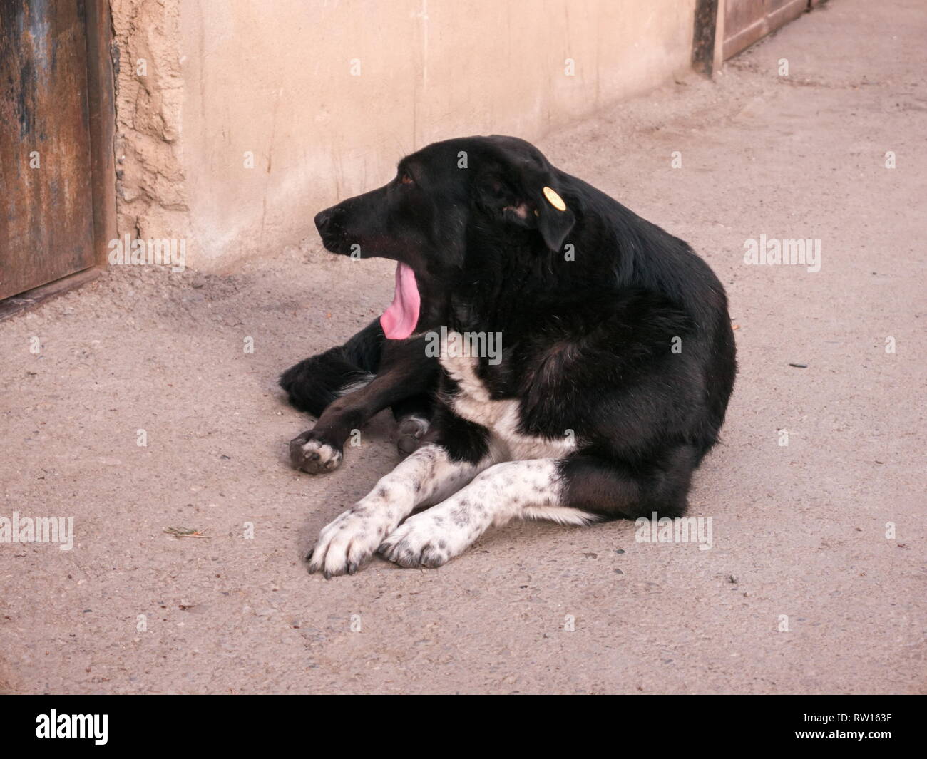 Homeless dog closeup outdoors hi-res stock photography and images - Alamy