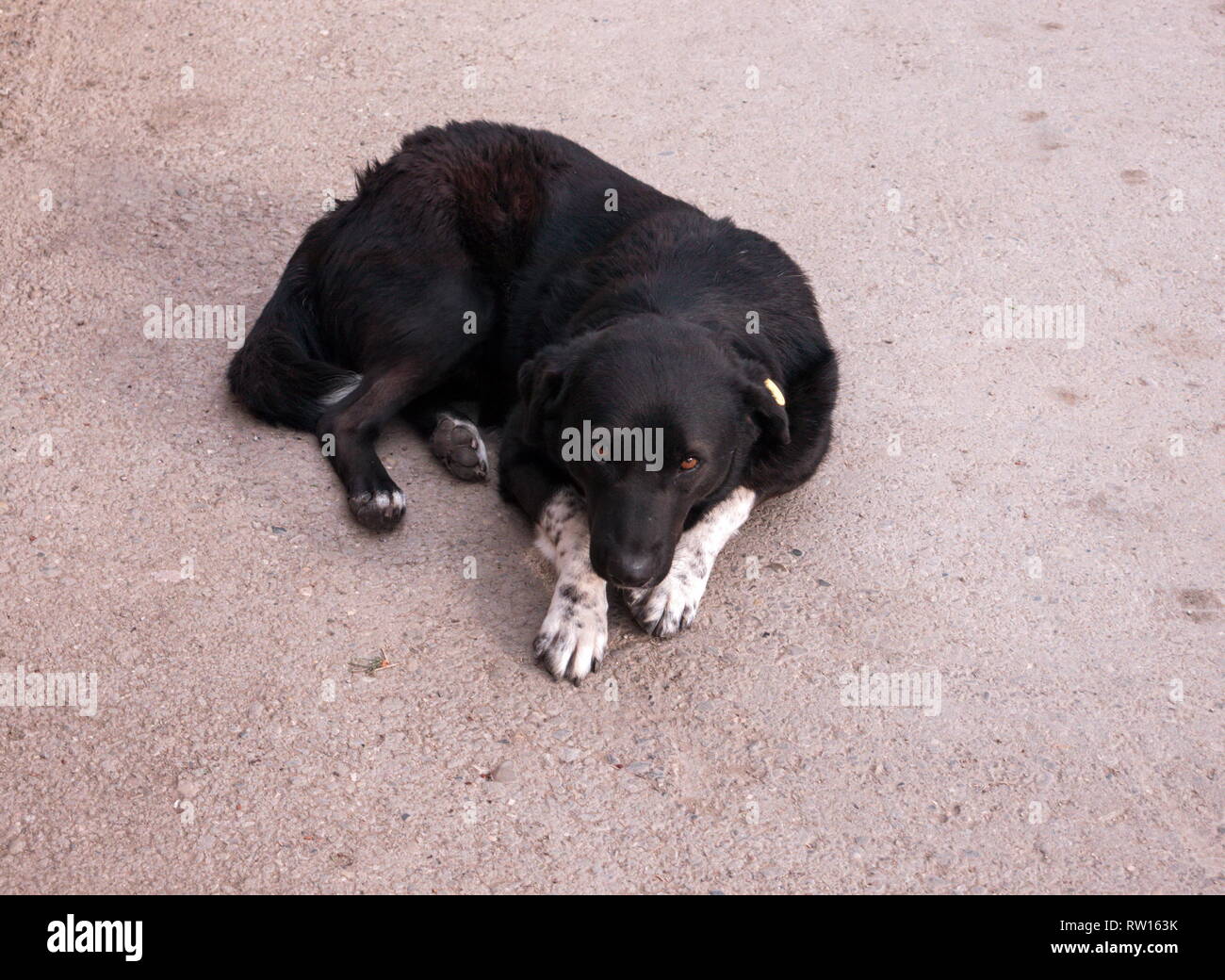 Sad homeless dogs sitting hi-res stock photography and images - Alamy