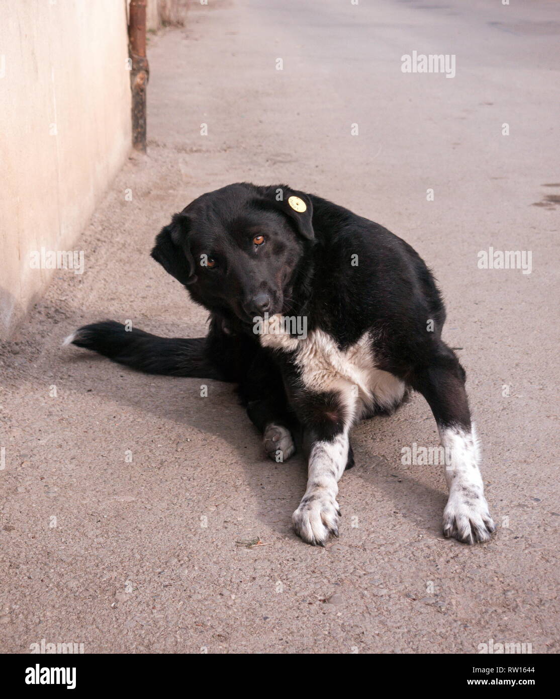 Animal shelter badge hi-res stock photography and images - Alamy