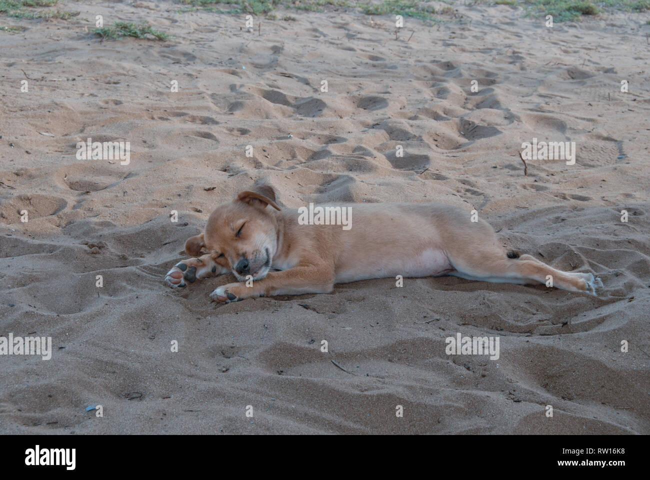 Dog laying in sand hi-res stock photography and images - Alamy