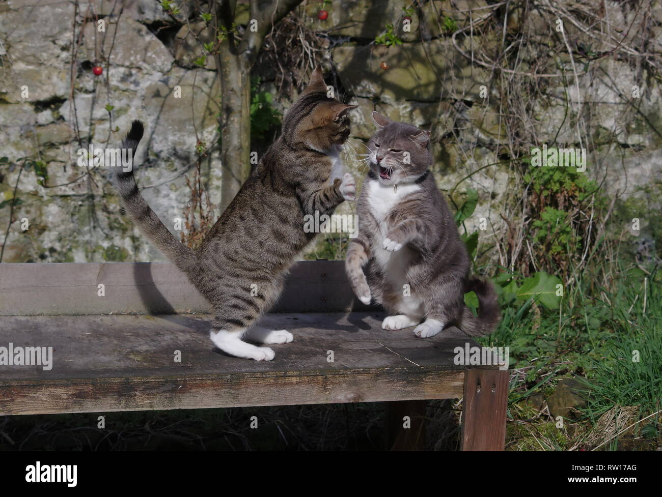 Cats fighting on garden table Stock Photo - Alamy