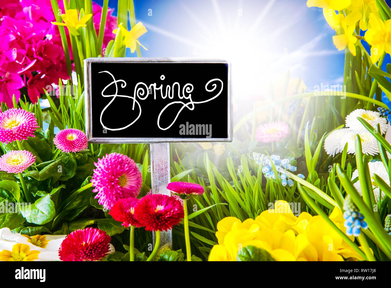 Sunny Spring Flower Meadow, Beautiful Calligraphy Spring Stock Photo ...