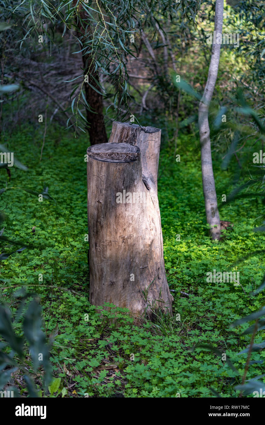 Tree trunk surrounded by Clover in green forest park Stock Photo - Alamy