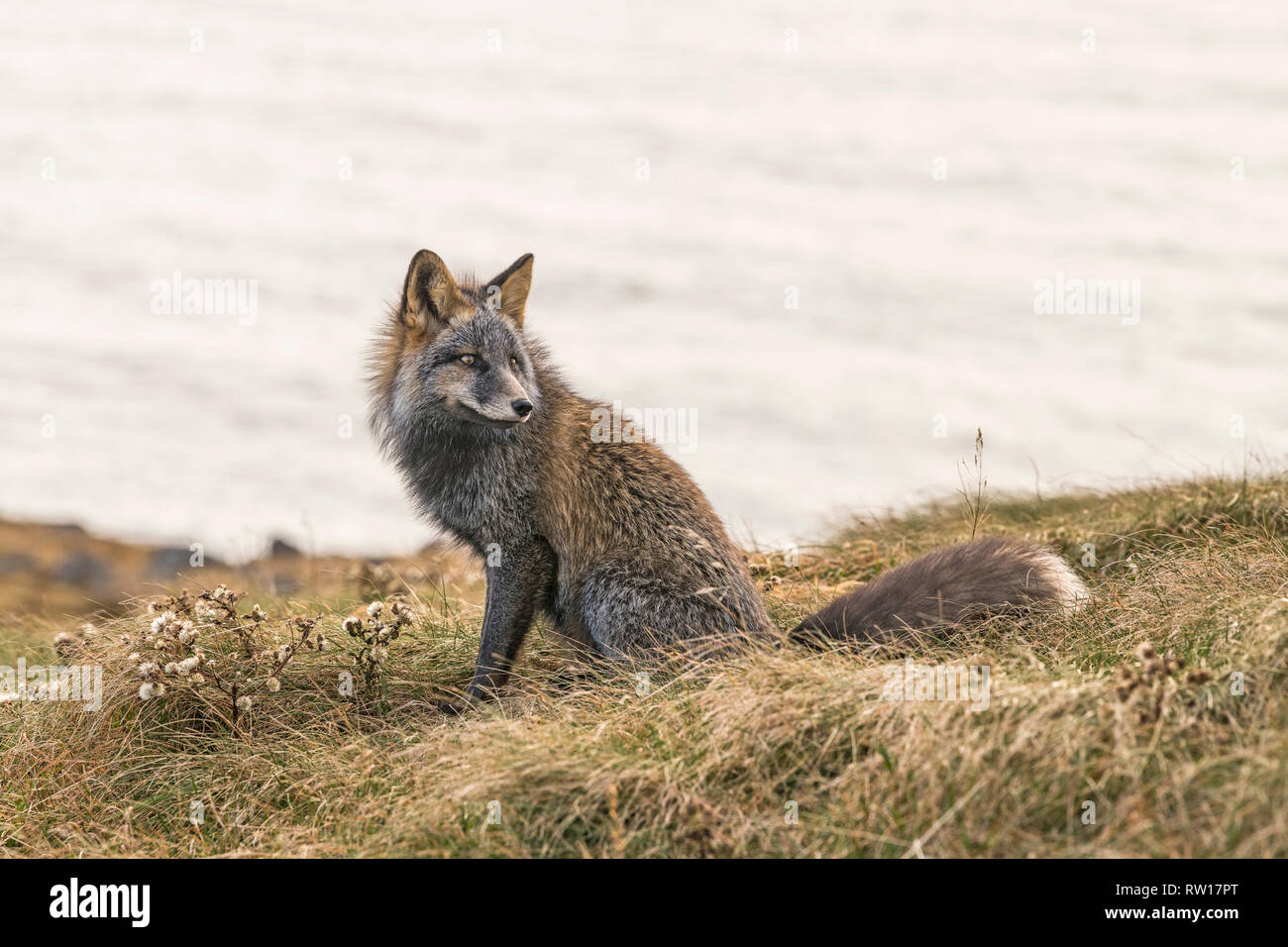 Adult male red fox den hi-res stock photography and images - Alamy