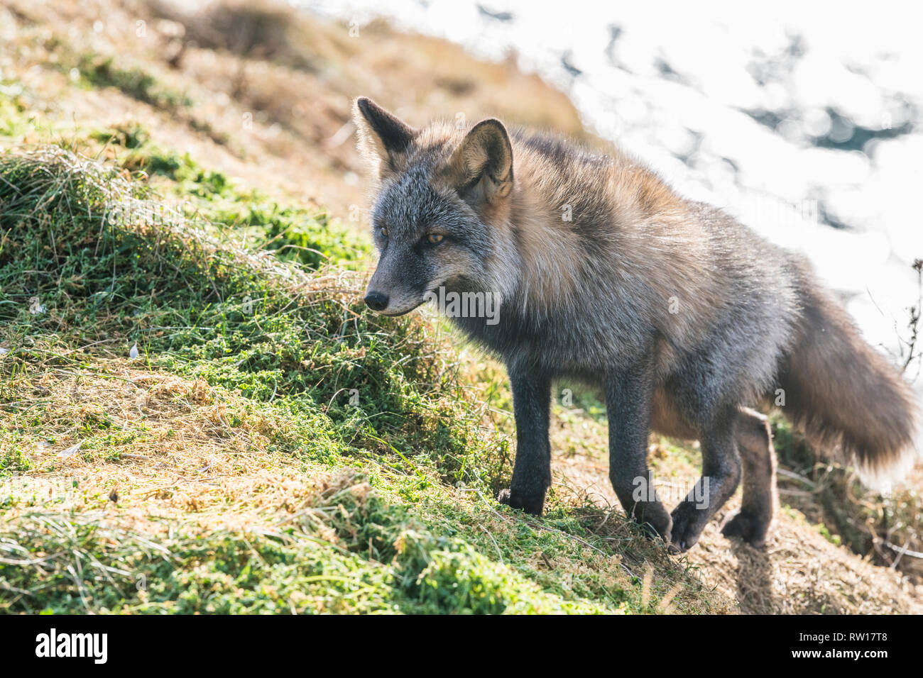 Adult male red fox and pups hi-res stock photography and images - Alamy