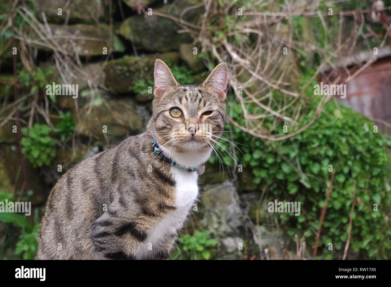 Winky Face Cat