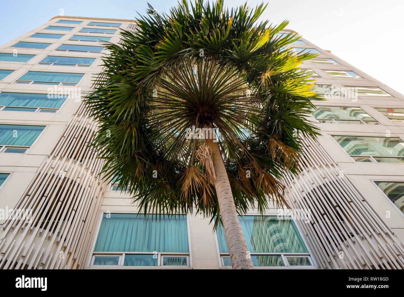 Hotel building with a palm tree from the garden of the hotel, Bangkok ...