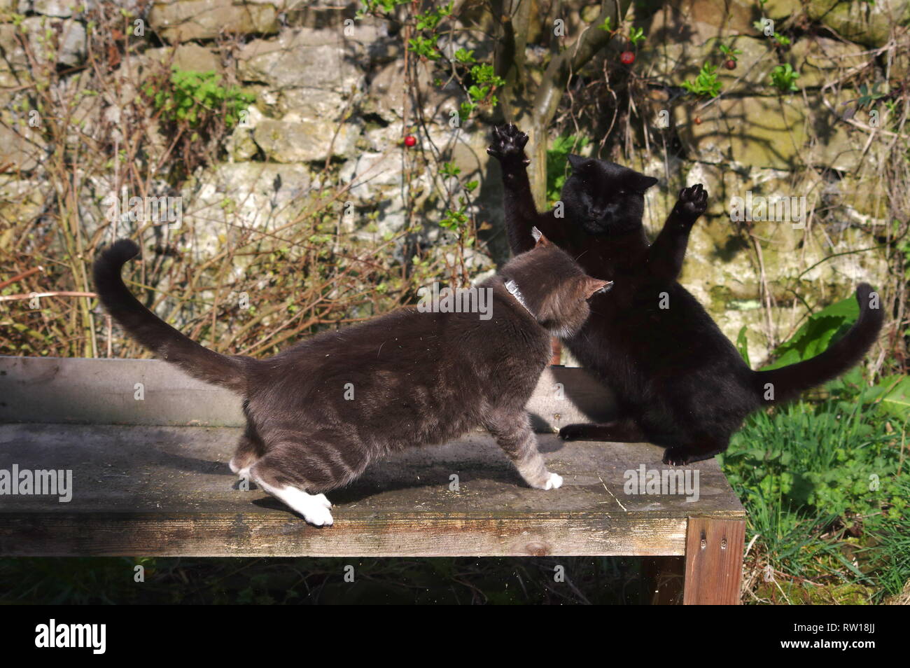 Fighting kitty hi-res stock photography and images - Alamy