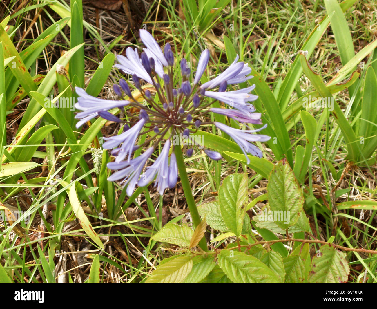 Asteraceae Herbaceous Perennial Stock Photos & Asteraceae Herbaceous ...