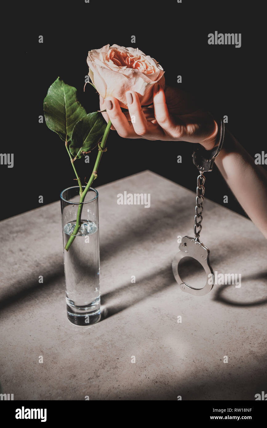 partial view of woman in metal handcuffs holding pink rose flower ...