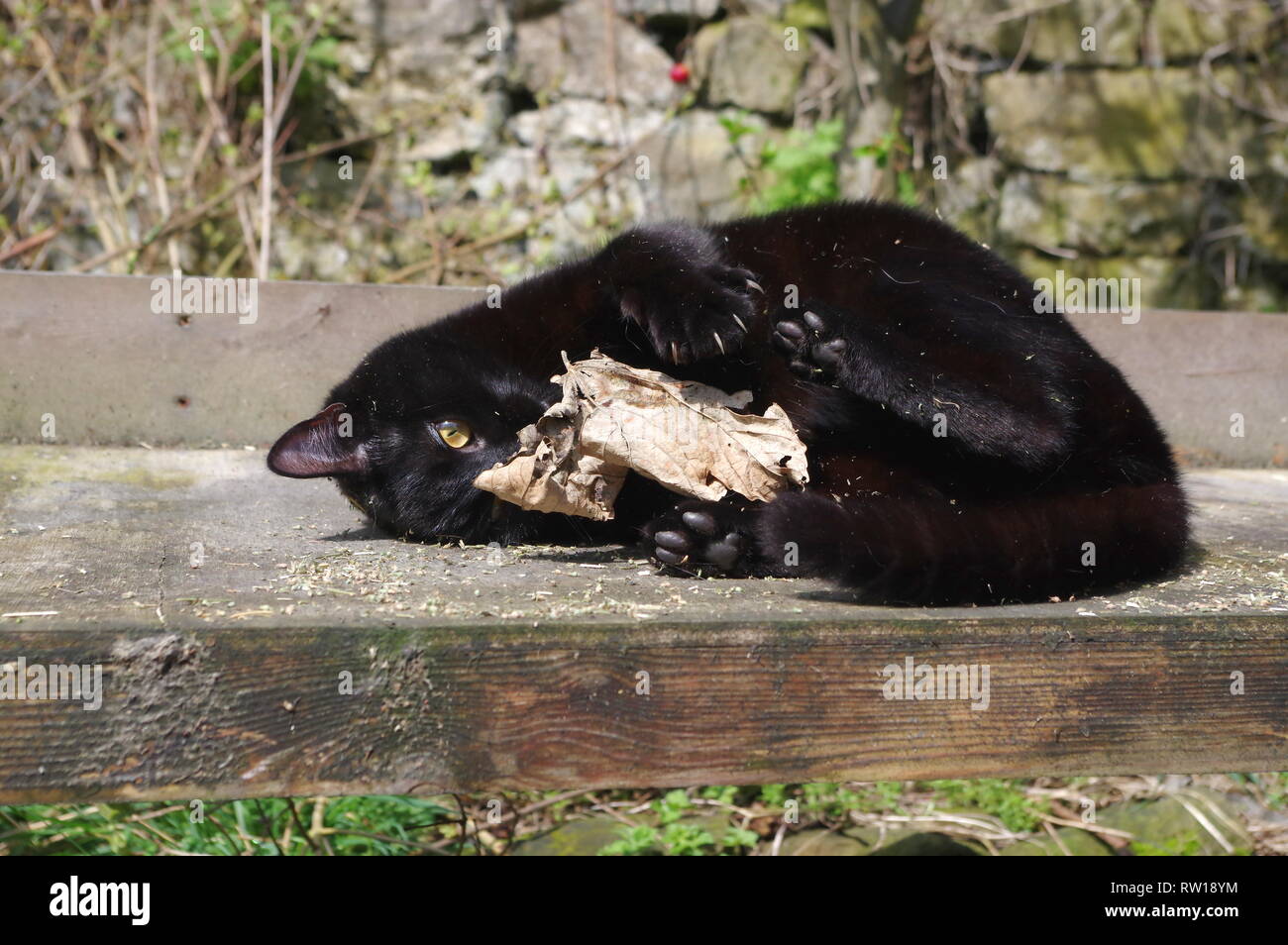 Black cat playing hi-res stock photography and images - Alamy