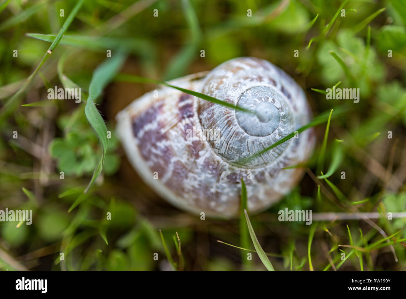 White cochlea snail shell in green grass Stock Photo - Alamy