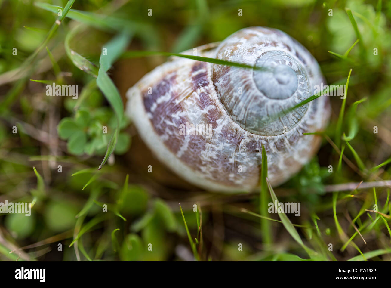 White cochlea snail shell in green grass Stock Photo - Alamy