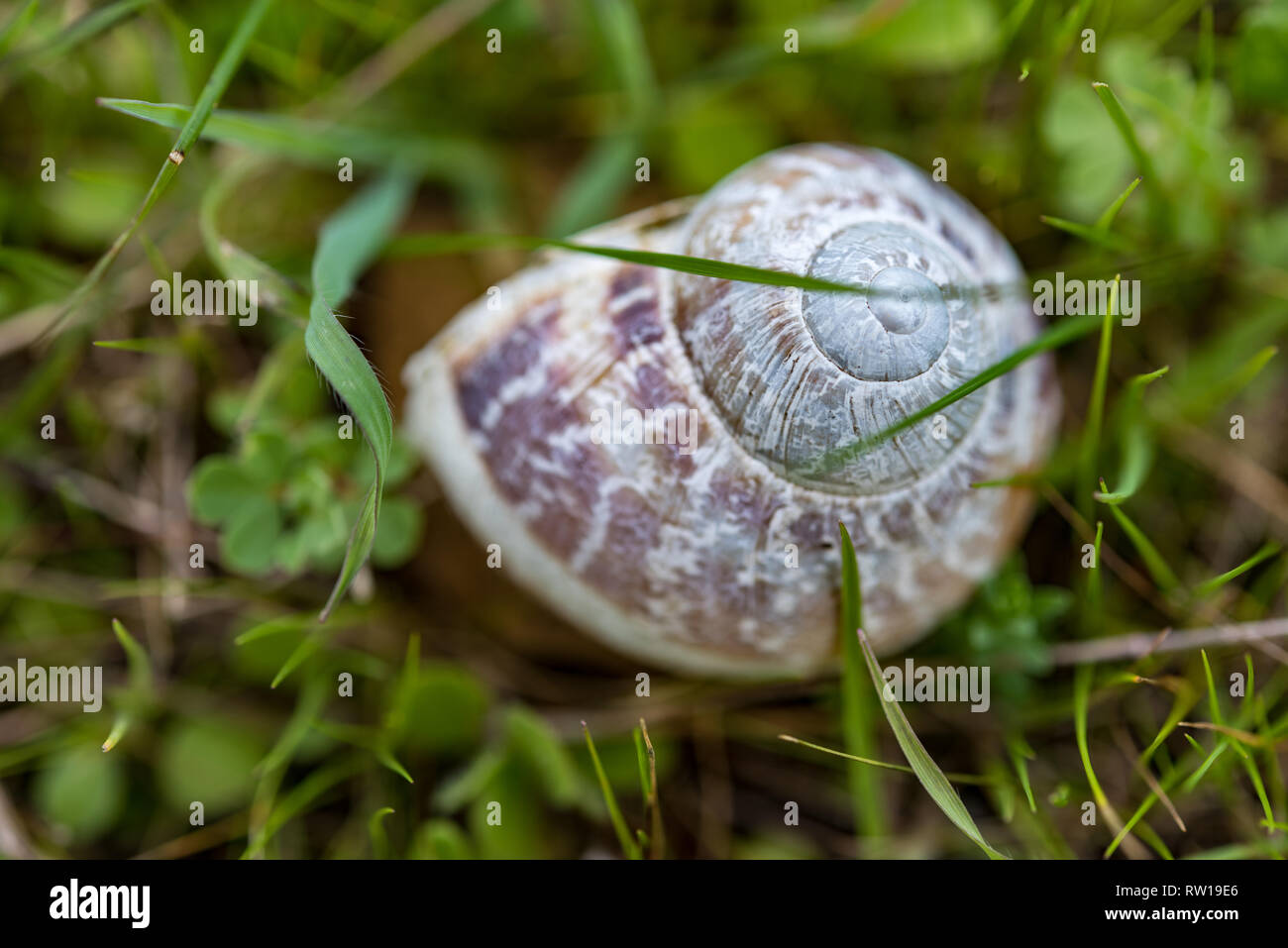 White cochlea snail shell in green grass Stock Photo - Alamy