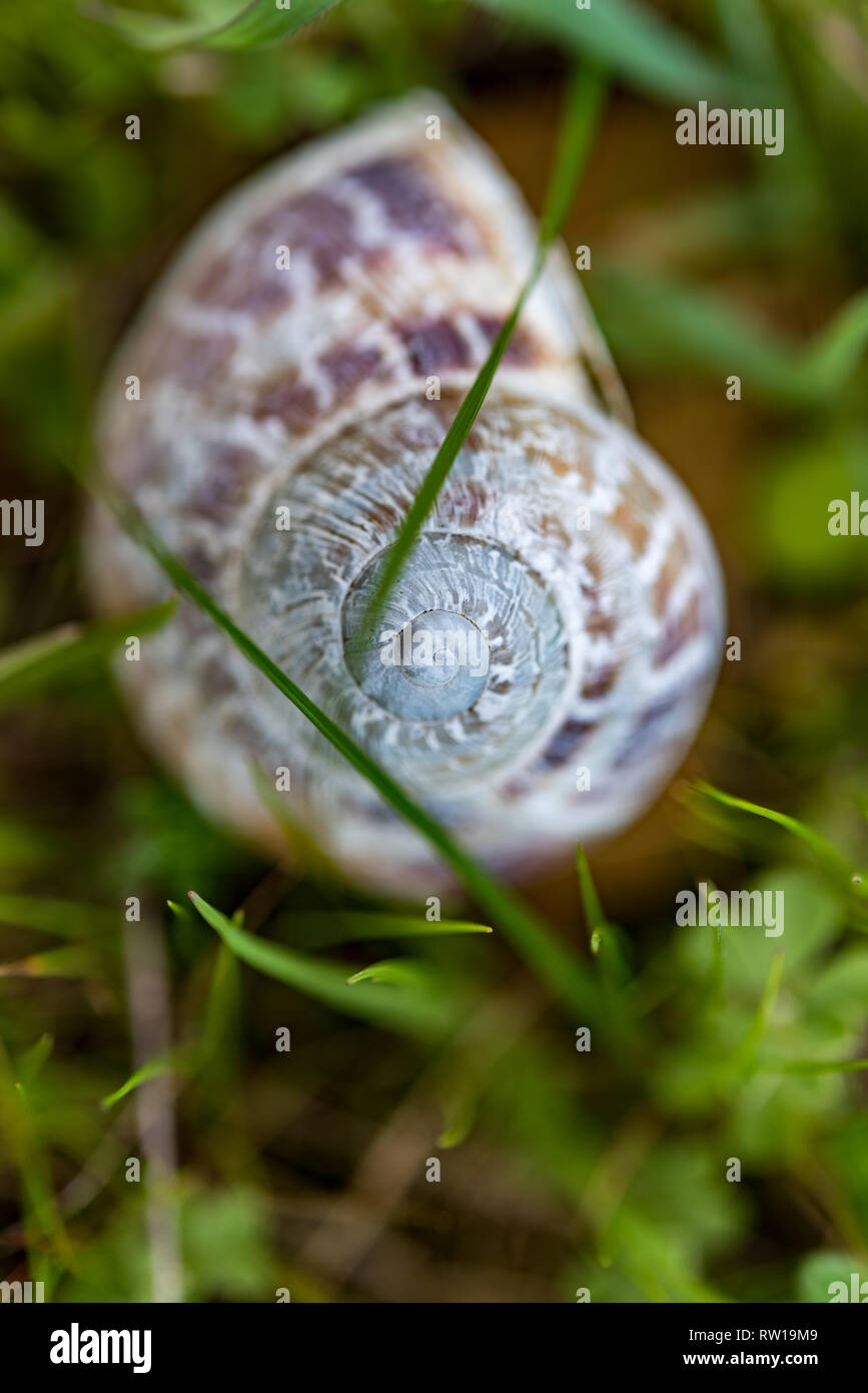 White cochlea snail shell in green grass Stock Photo - Alamy