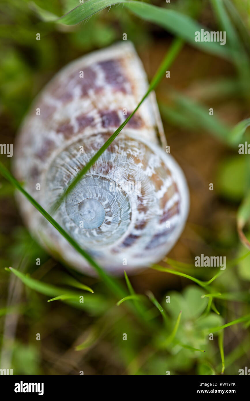 Cochlea macro hi-res stock photography and images - Alamy