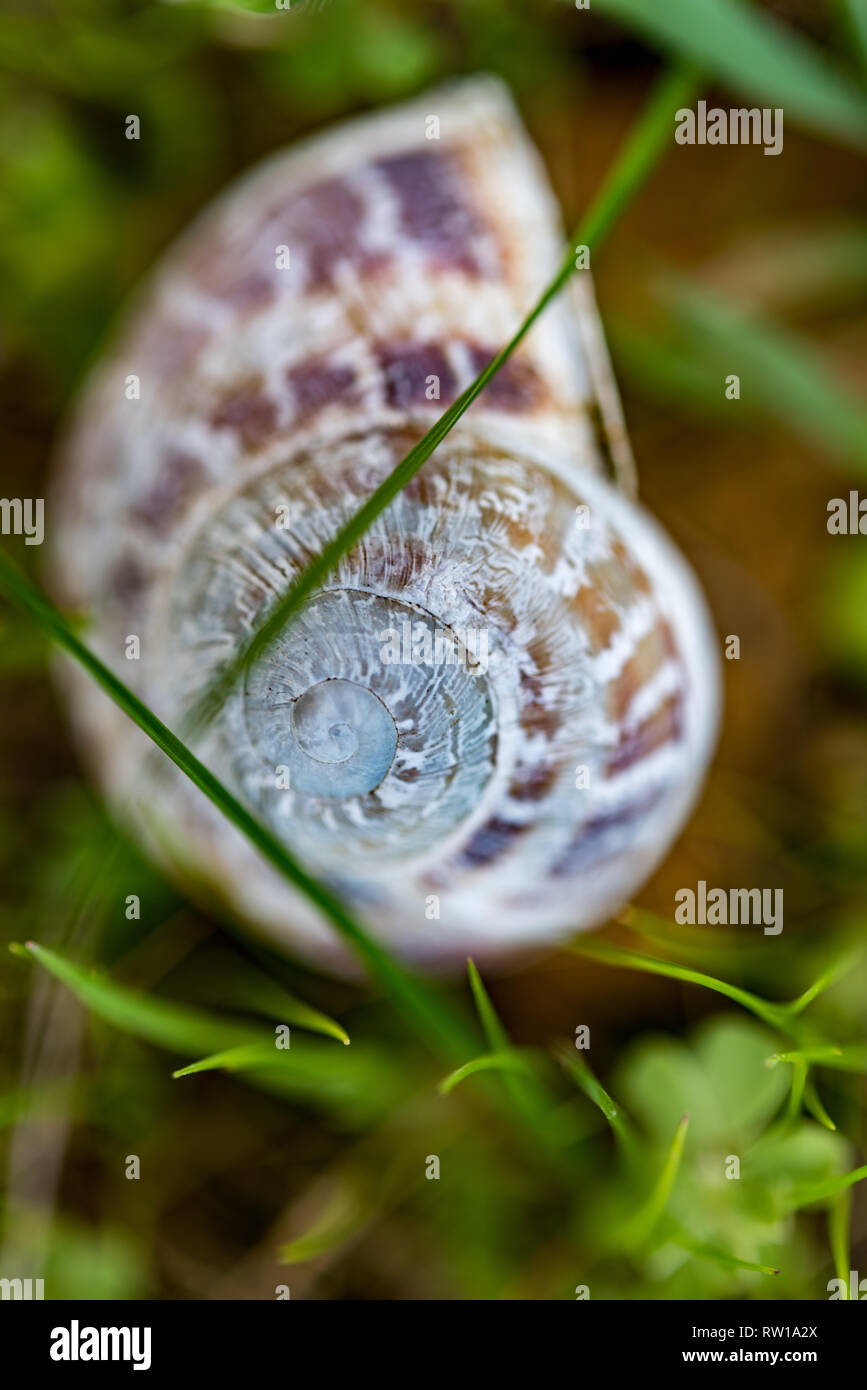 Cochlea Macro High Resolution Stock Photography and Images - Alamy