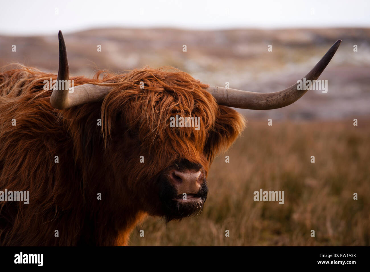 Highland cattle, Bò Ghàidhealach, Heilan coo. Scottish cattle breed ...