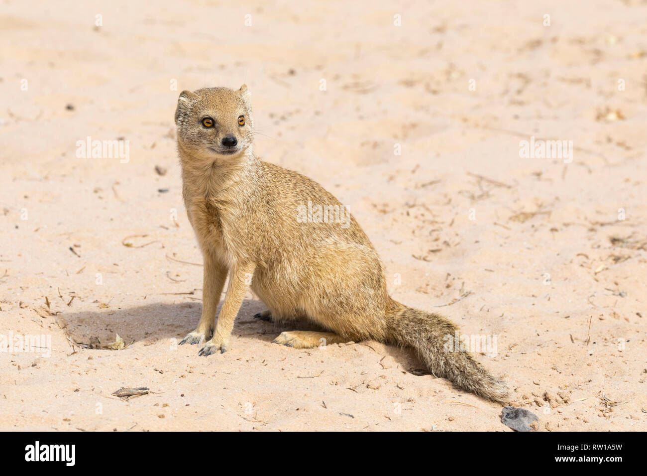 Asymptomatic rabies carrier hi-res stock photography and images - Alamy