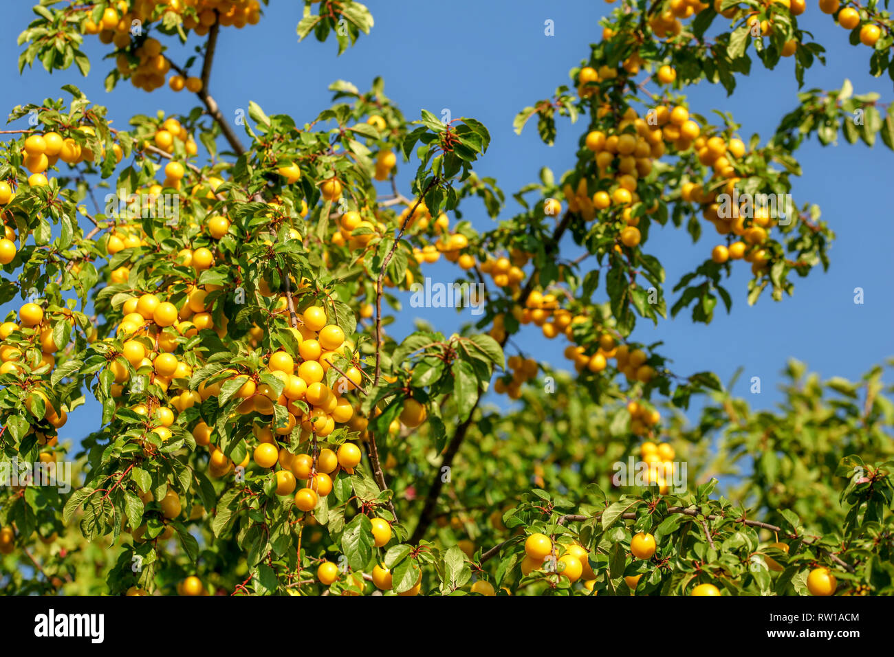 Mirabelle Prune Prunus Domestica High Resolution Stock Photography and ...