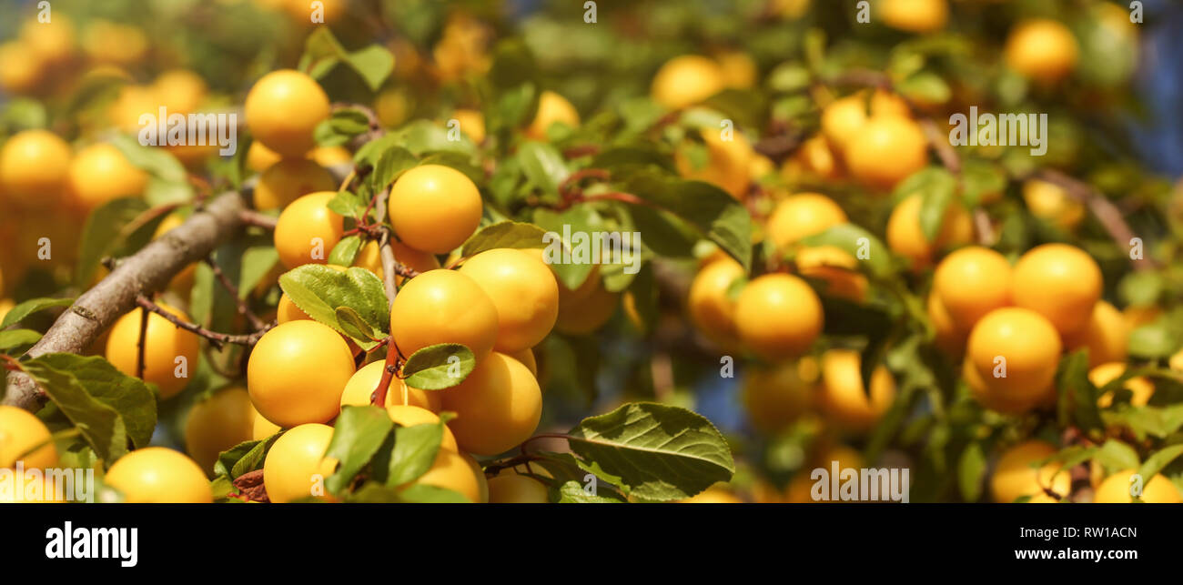 Mirabelle prune prunus domestica hi-res stock photography and images ...