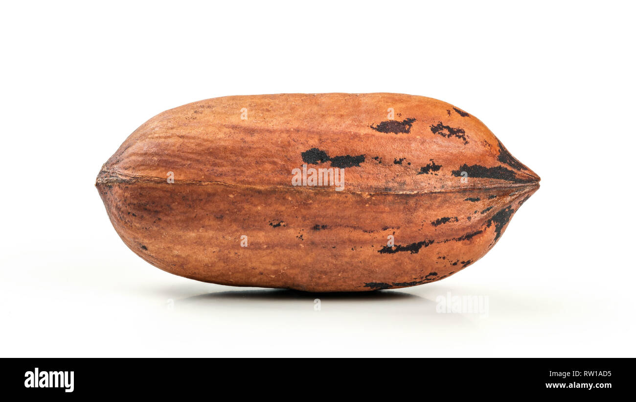 Single whole pecan (Carya illinoinensis) nut isolated on white ...