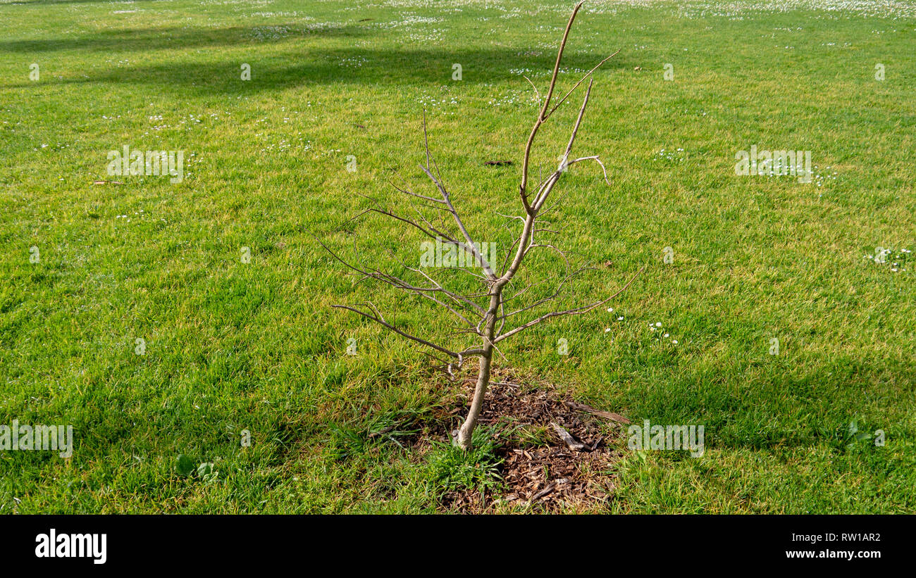 Freshly planted trees hi-res stock photography and images - Alamy