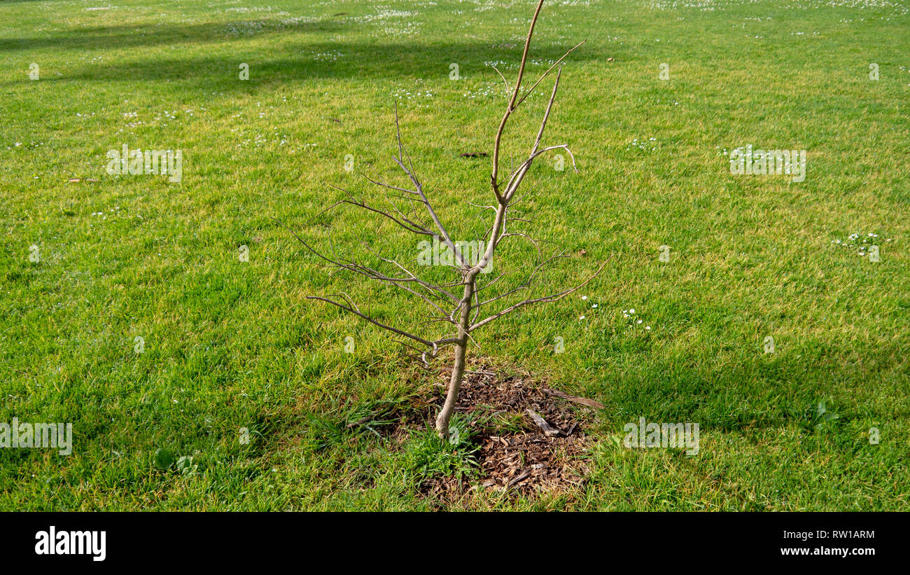 Freshly planted trees hi-res stock photography and images - Alamy