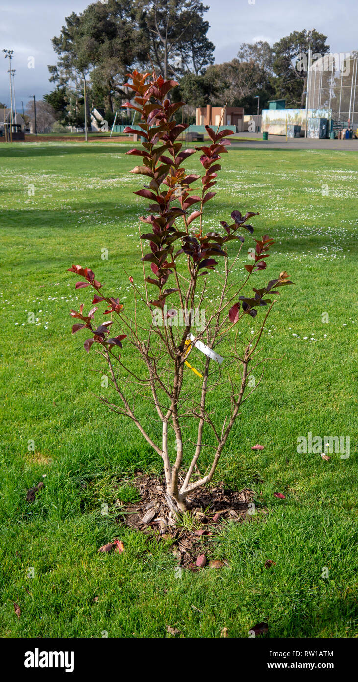 Freshly planted trees hi-res stock photography and images - Alamy