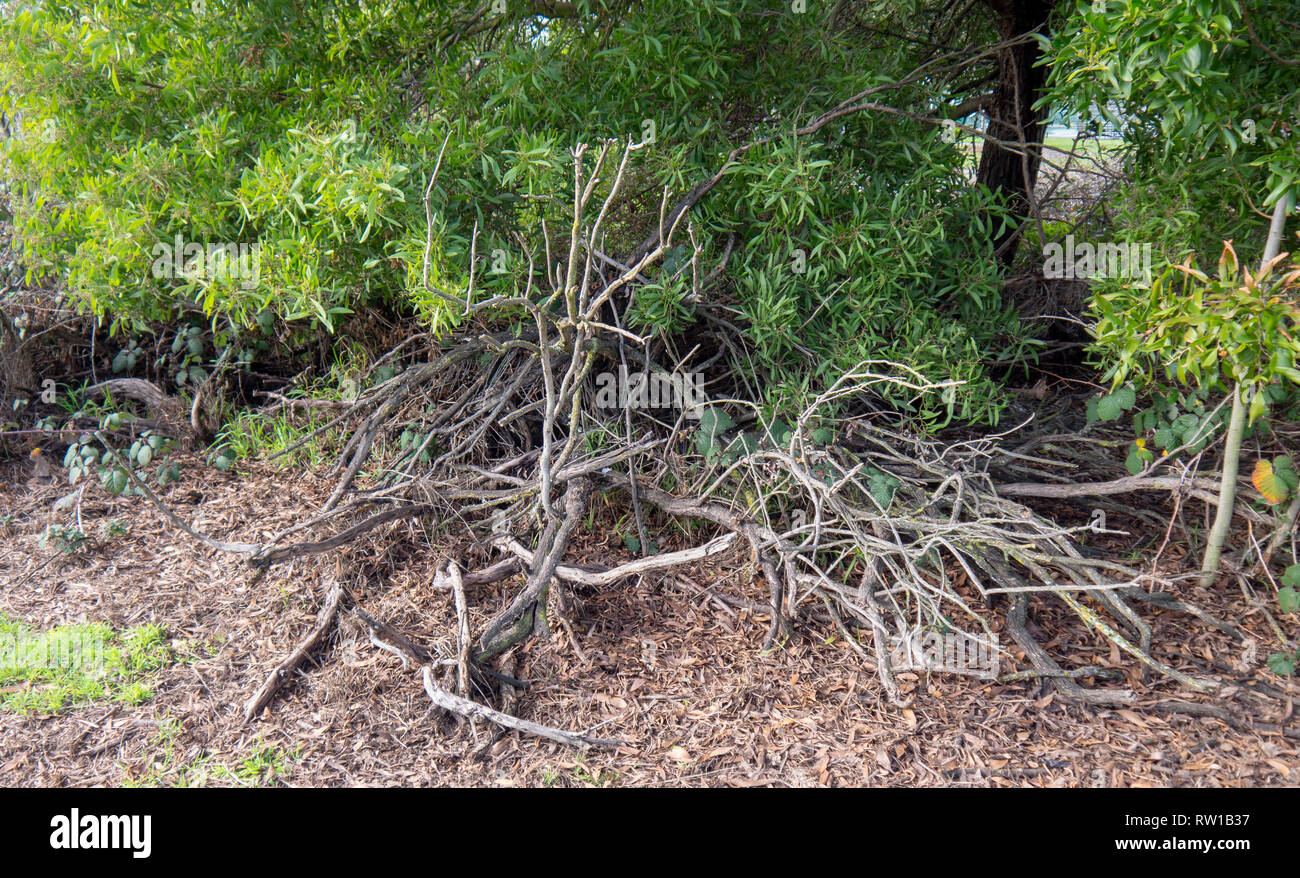 Dead Branches Against Live Plants Stock Photo - Alamy