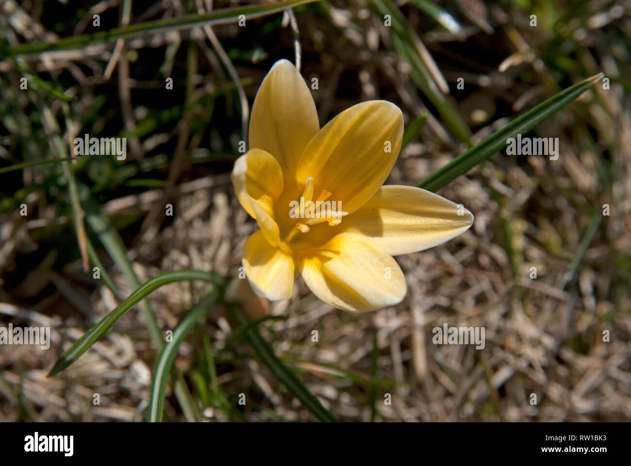Beautiful yellow flower six petals hi-res stock photography and images ...