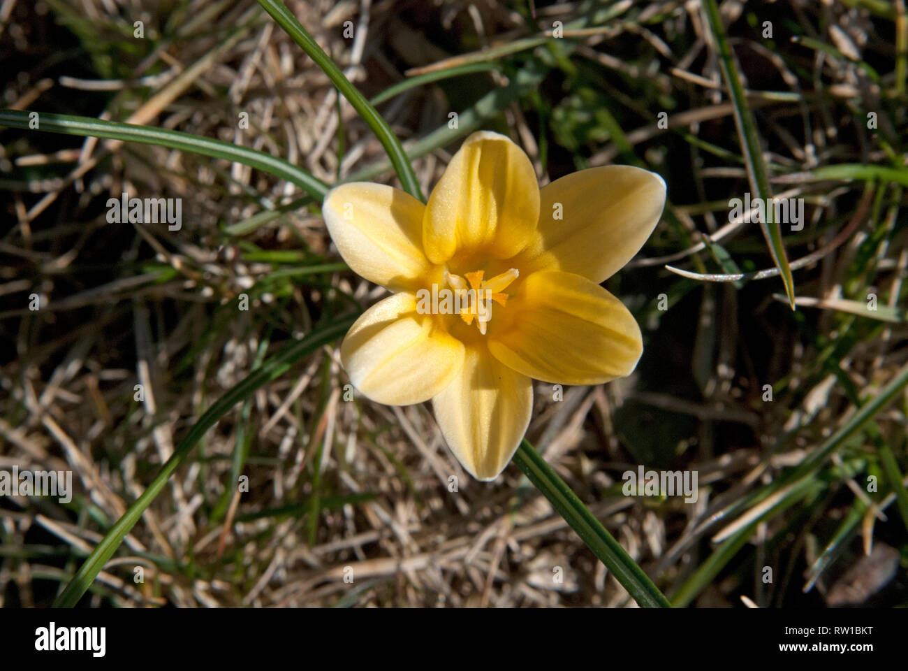 Six petals hi-res stock photography and images - Alamy