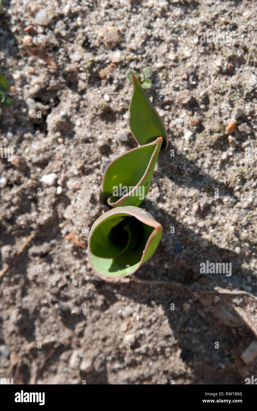Three leaves in green hi-res stock photography and images - Alamy