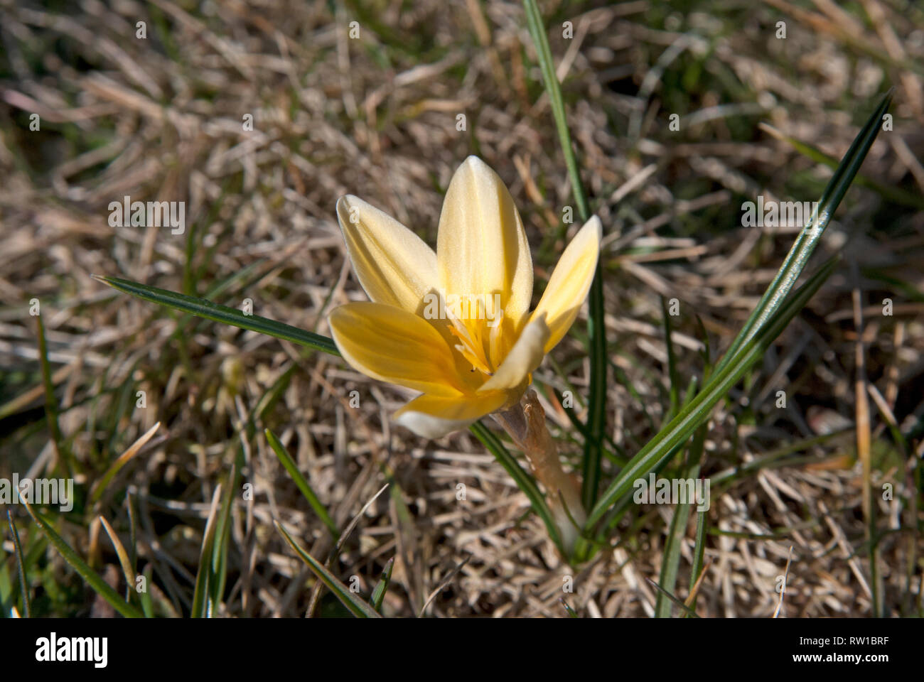 yellow crocus, first of this year Stock Photo - Alamy