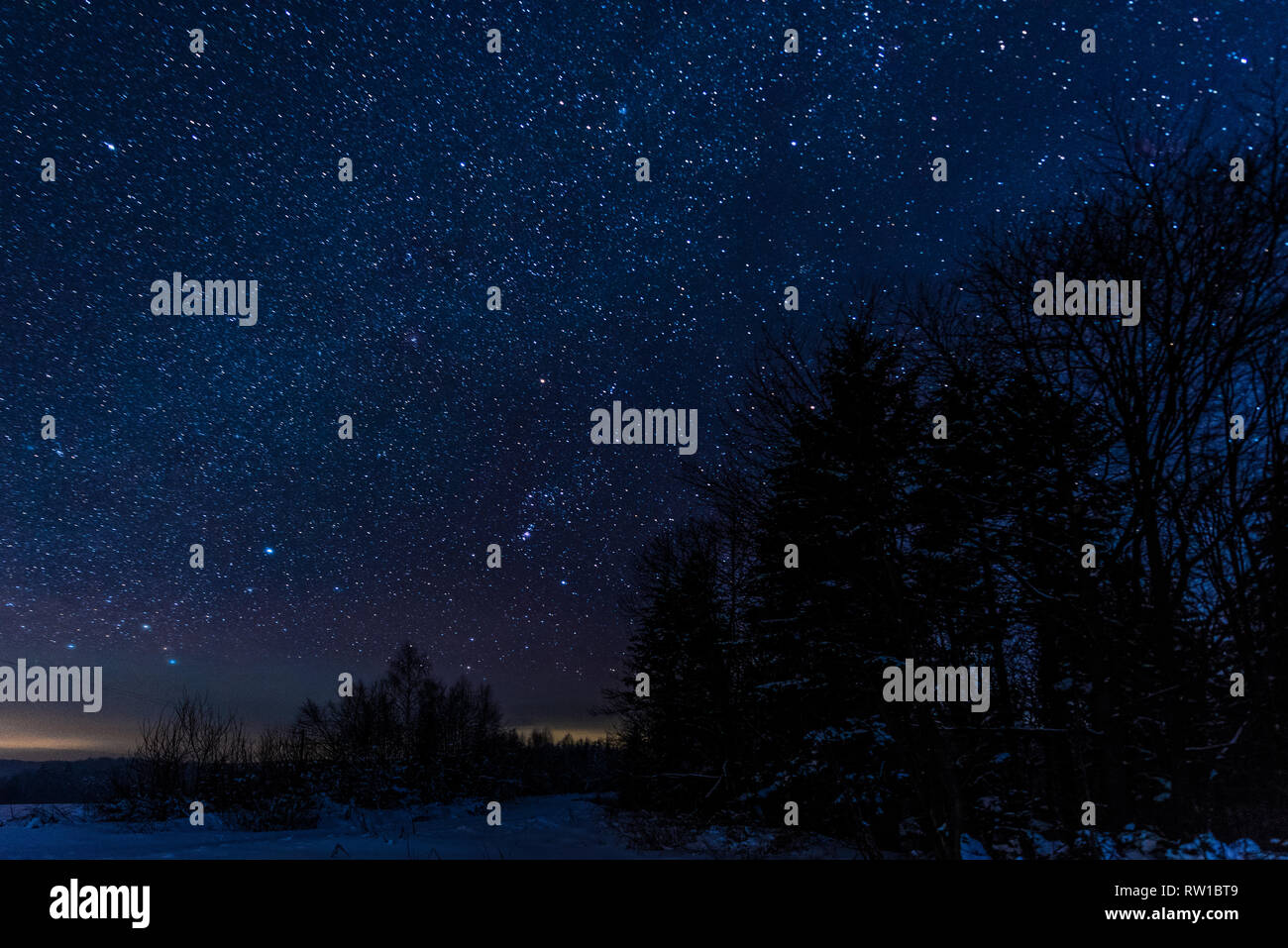 starry dark sky and trees in carpathian mountains at night in winter ...