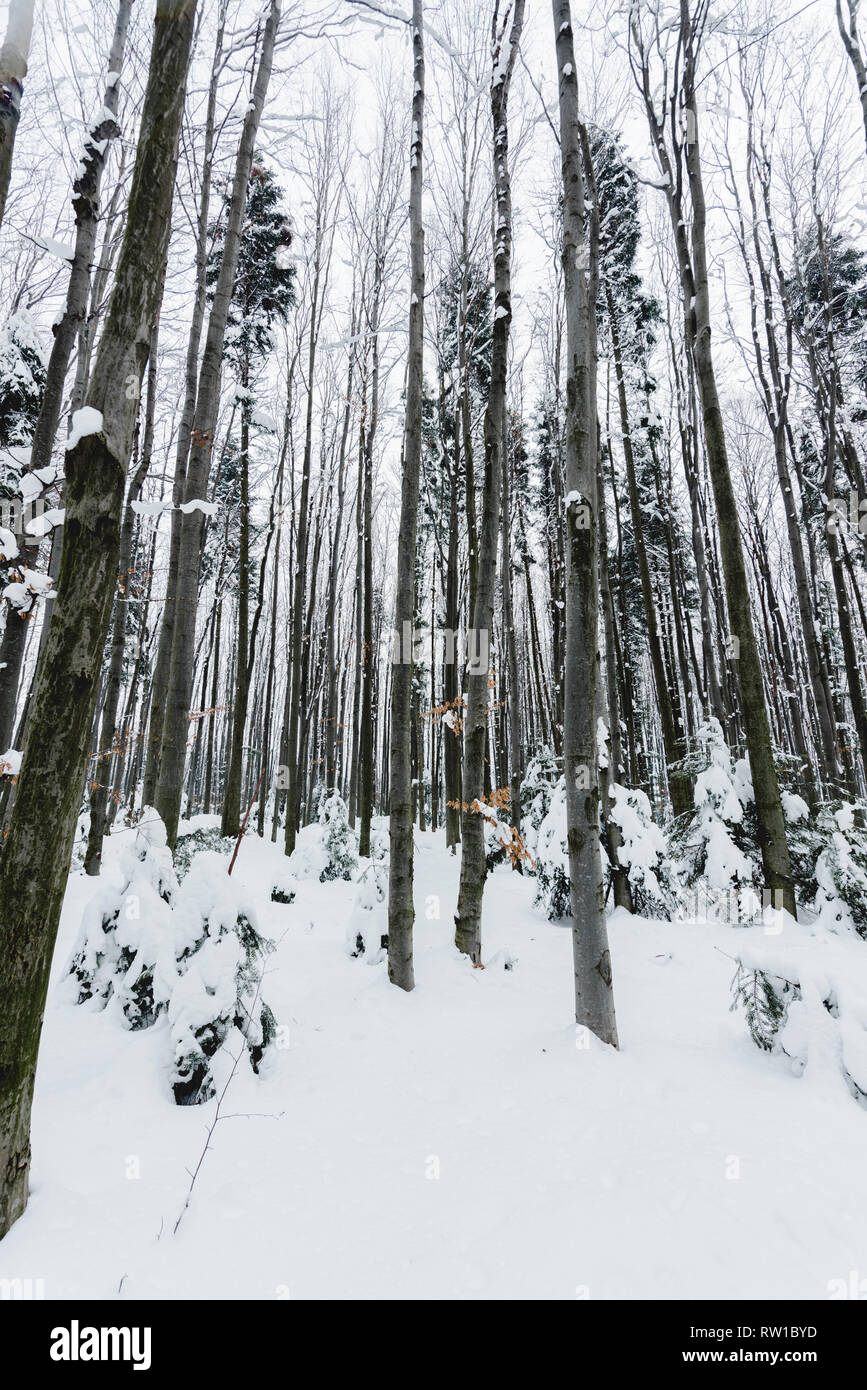 Low angle view snowy tree hi-res stock photography and images - Alamy
