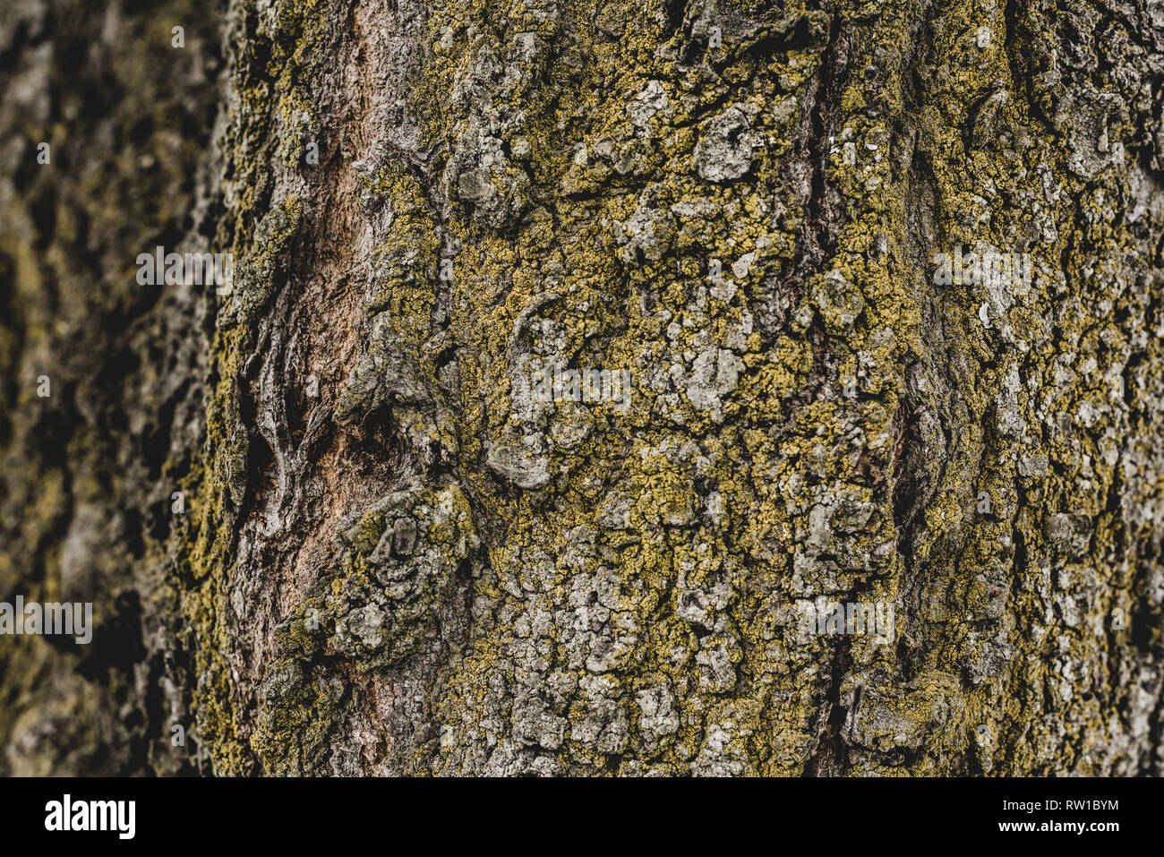 close up of textured tree bark covered with moss Stock Photo - Alamy