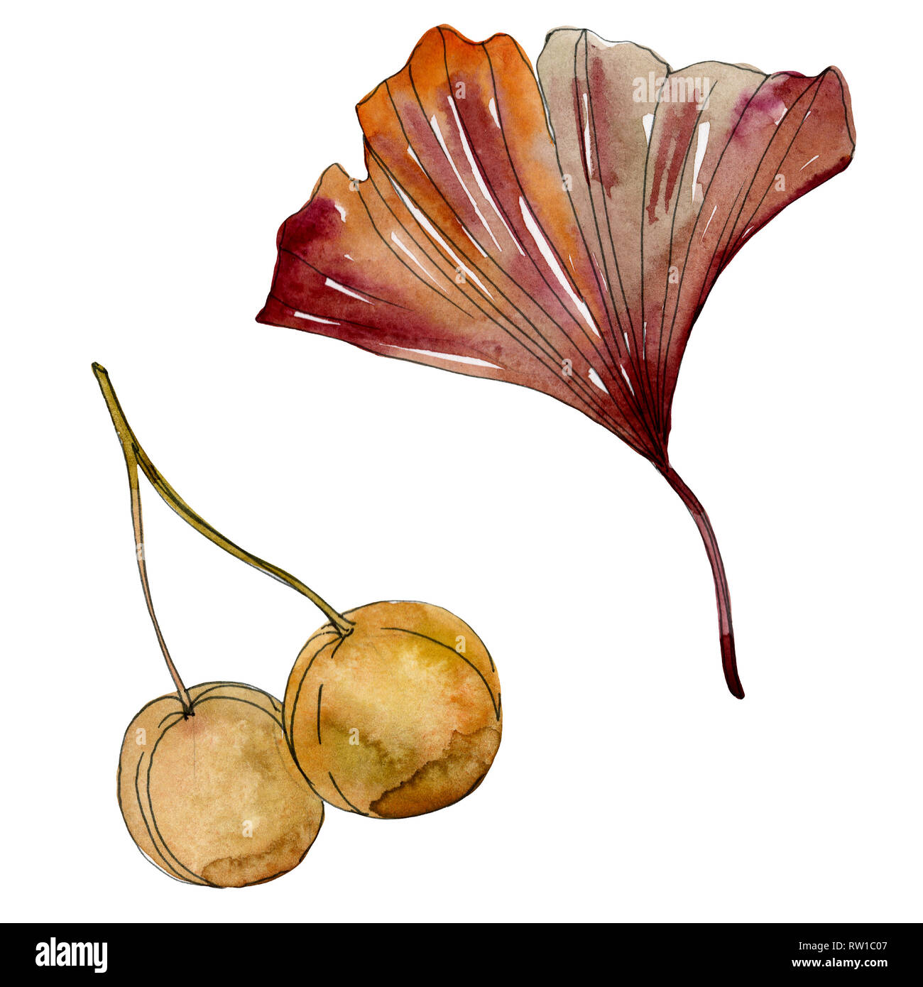 Green red ginkgo biloba leaves. Leaf plant botanical garden floral ...