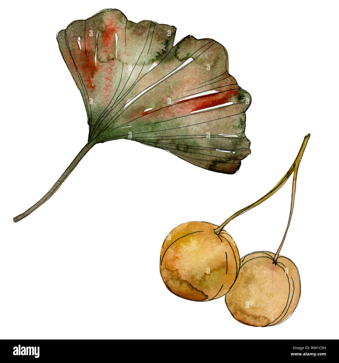 Green red ginkgo biloba leaves. Leaf plant botanical garden floral ...