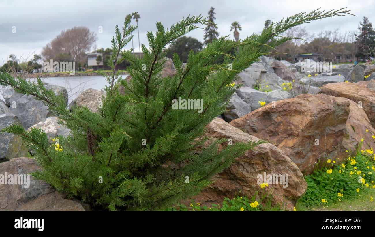 Green Bush Among Rip Rap Stock Photo - Alamy
