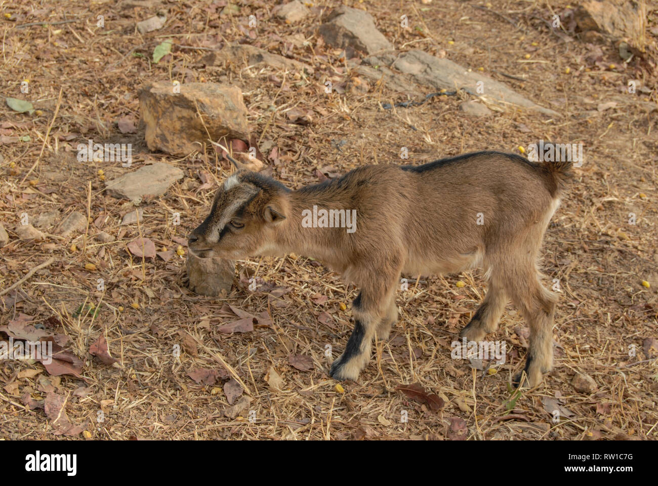 A photo of a domestic goat in an African savanna Stock Photo - Alamy