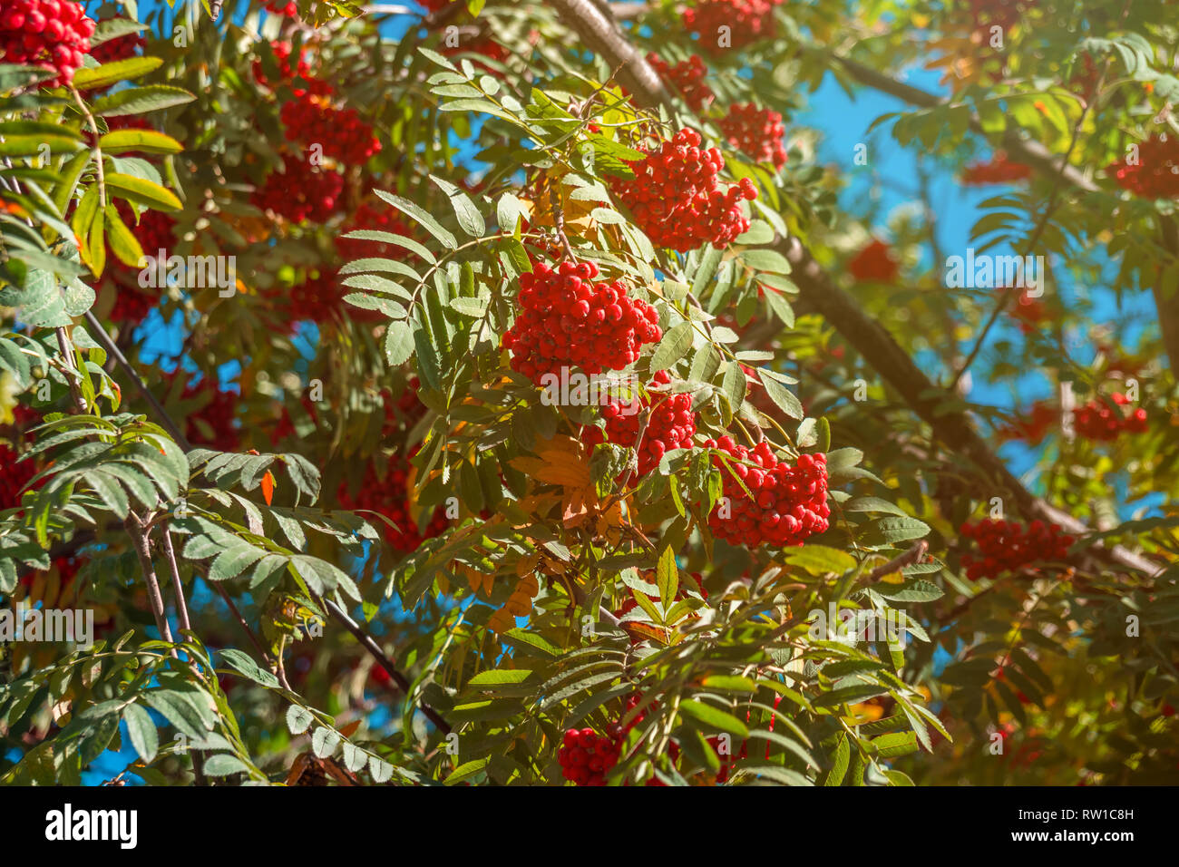 Hawtorn tree hi-res stock photography and images - Alamy