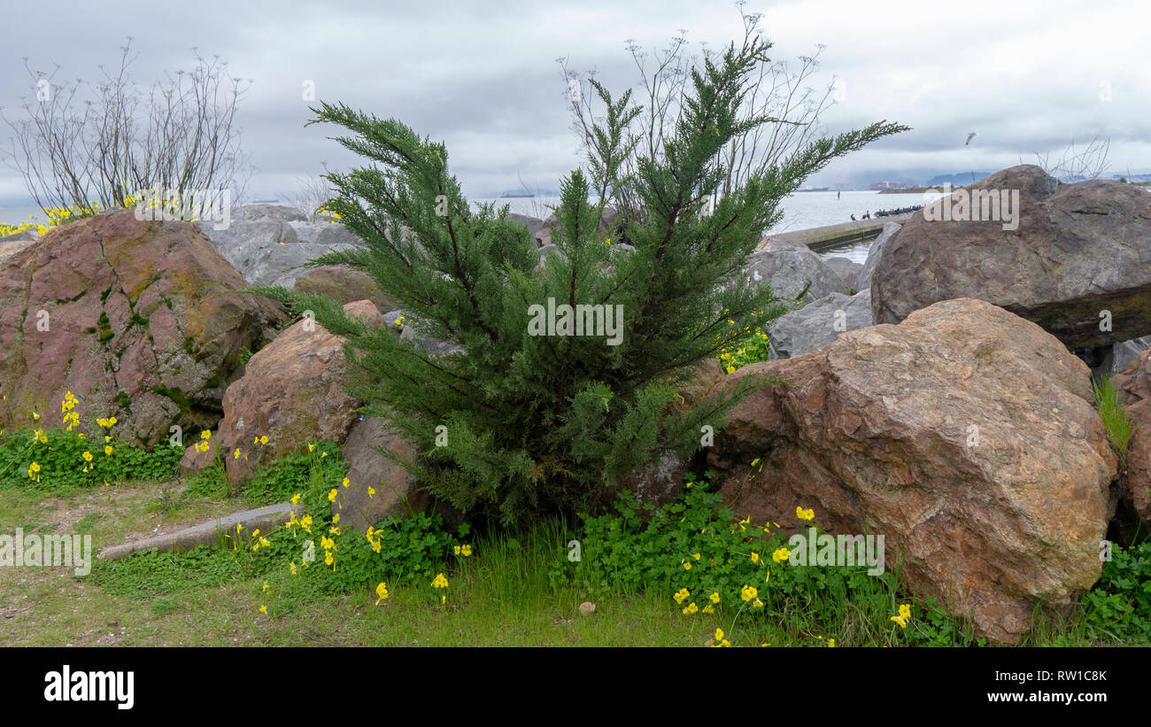 Green Bush Among Rip Rap Stock Photo - Alamy