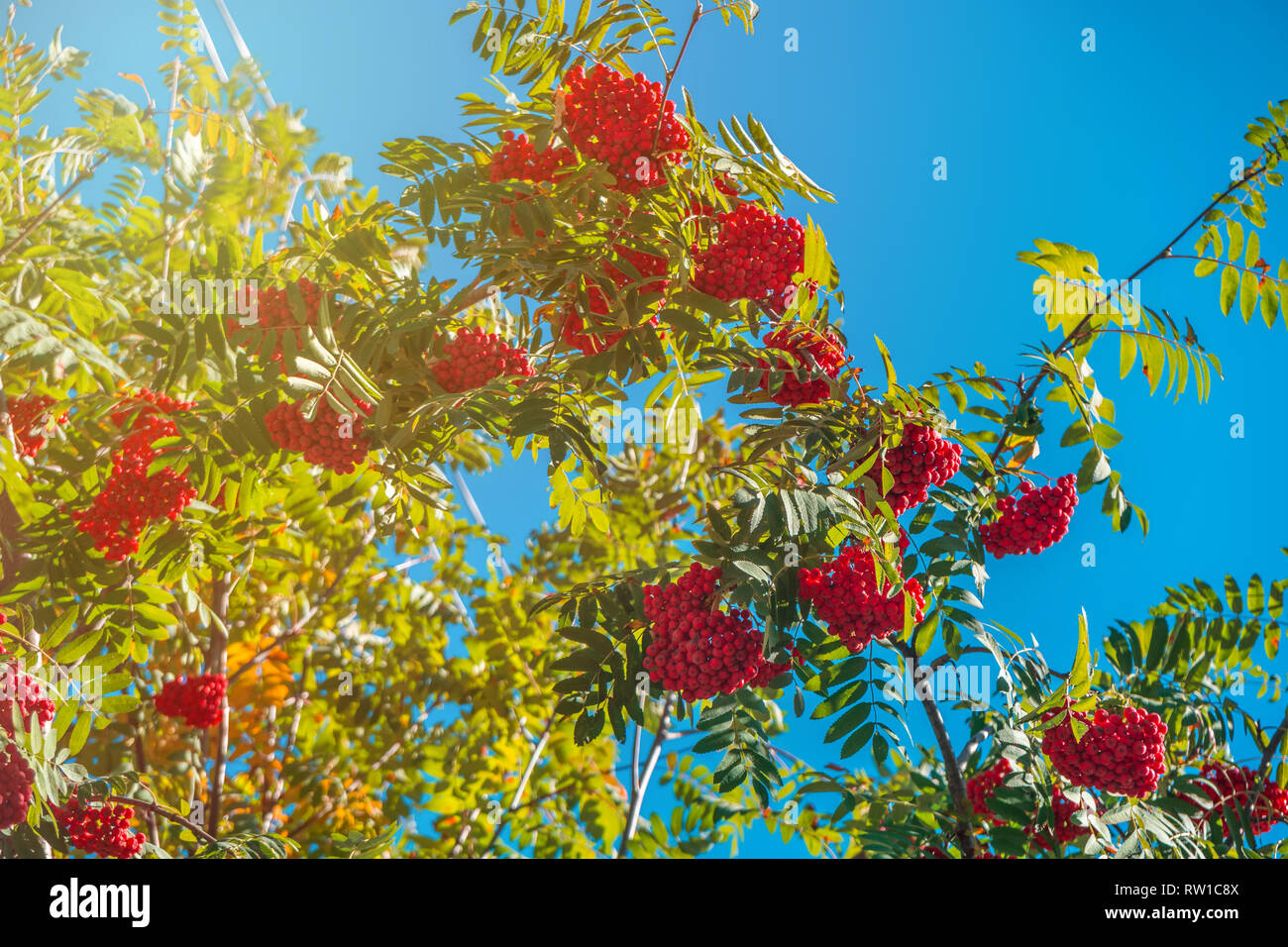 Orange hawthorn bunch under the sunlight. Hawthorn is a curative plant ...