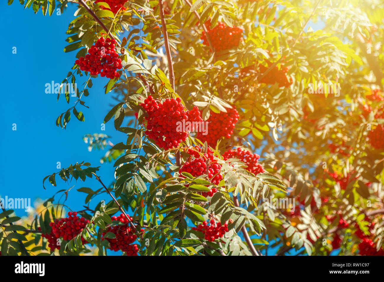 Orange hawthorn bunch under the sunlight. Hawthorn is a curative plant ...